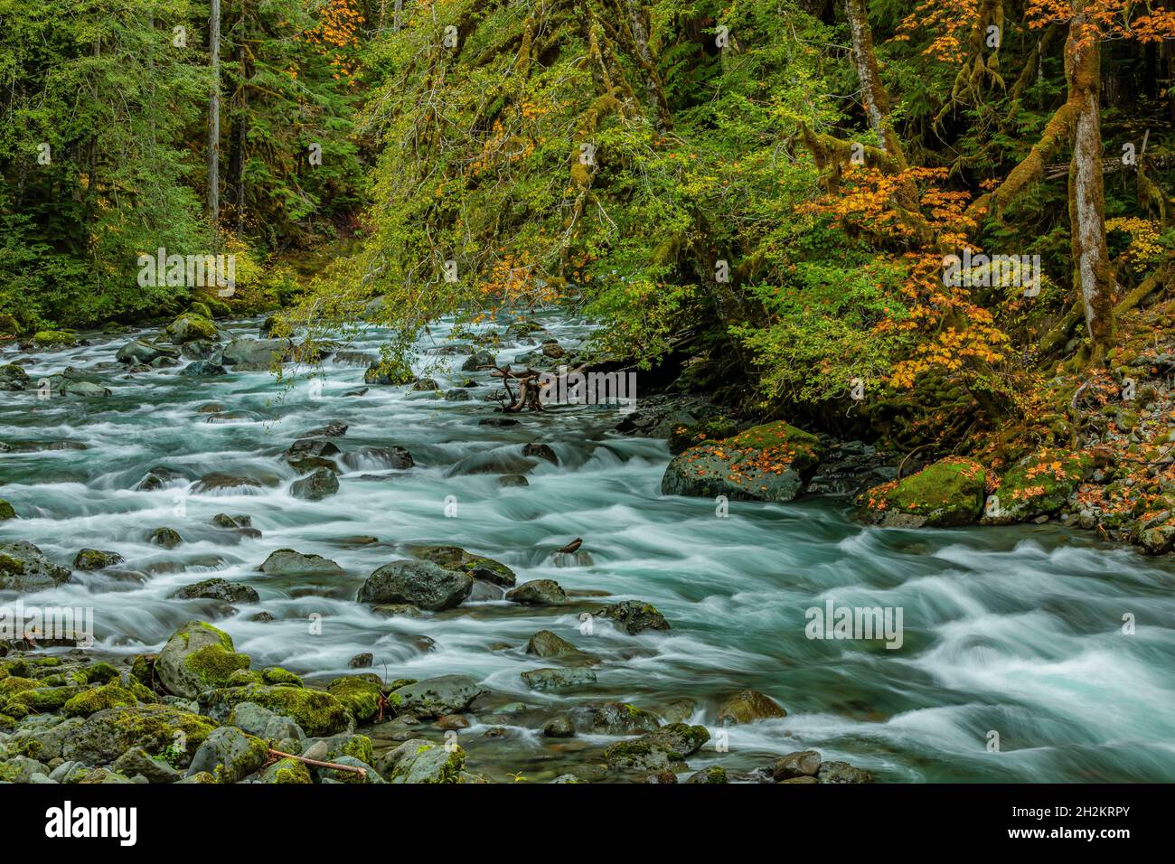 North Fork Skokomish River in autumn at Staircase, Olympic National ...