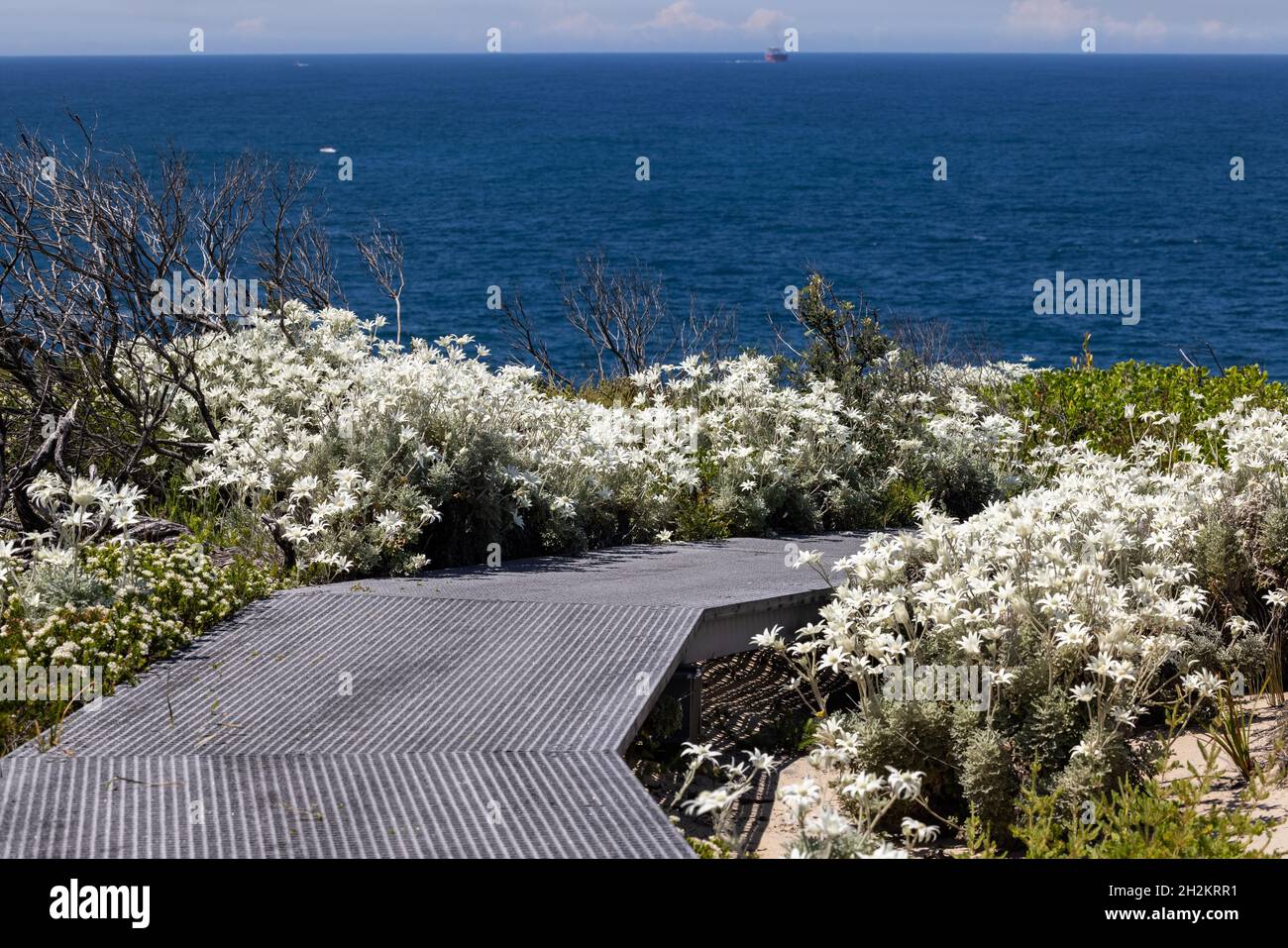 Bushwalking trail in the Kamay National Park, Sydney Australia Stock ...