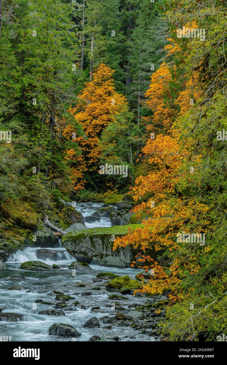 North Fork Skokomish River in autumn at Staircase, Olympic National ...