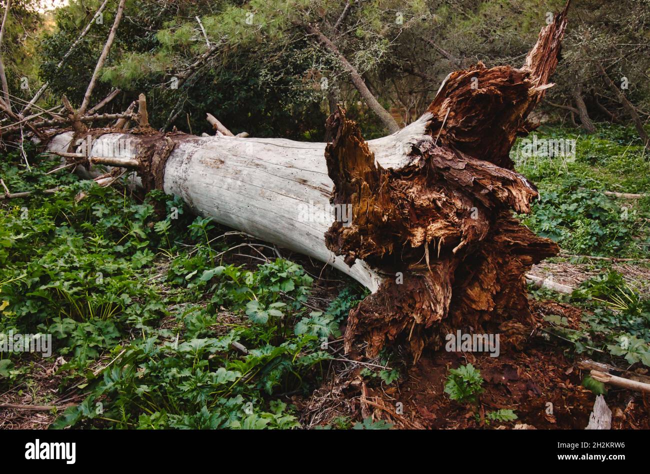 Uprooted fallen tree hi-res stock photography and images - Alamy