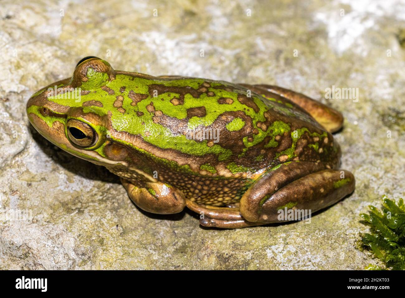 Green and Golden Bell Frog Stock Photo - Alamy