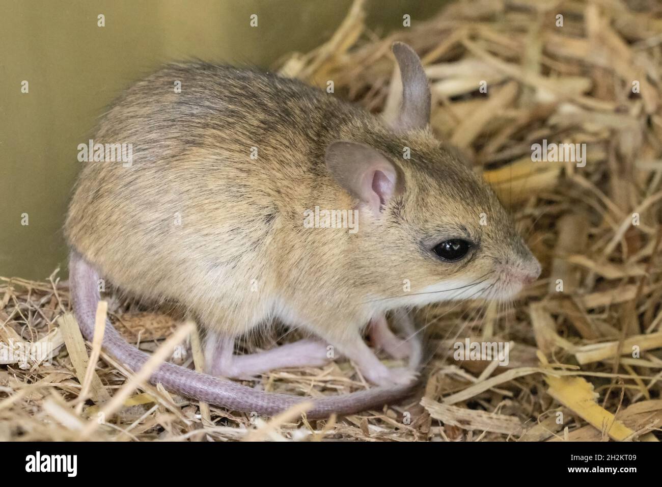 Northern Hopping Mouse