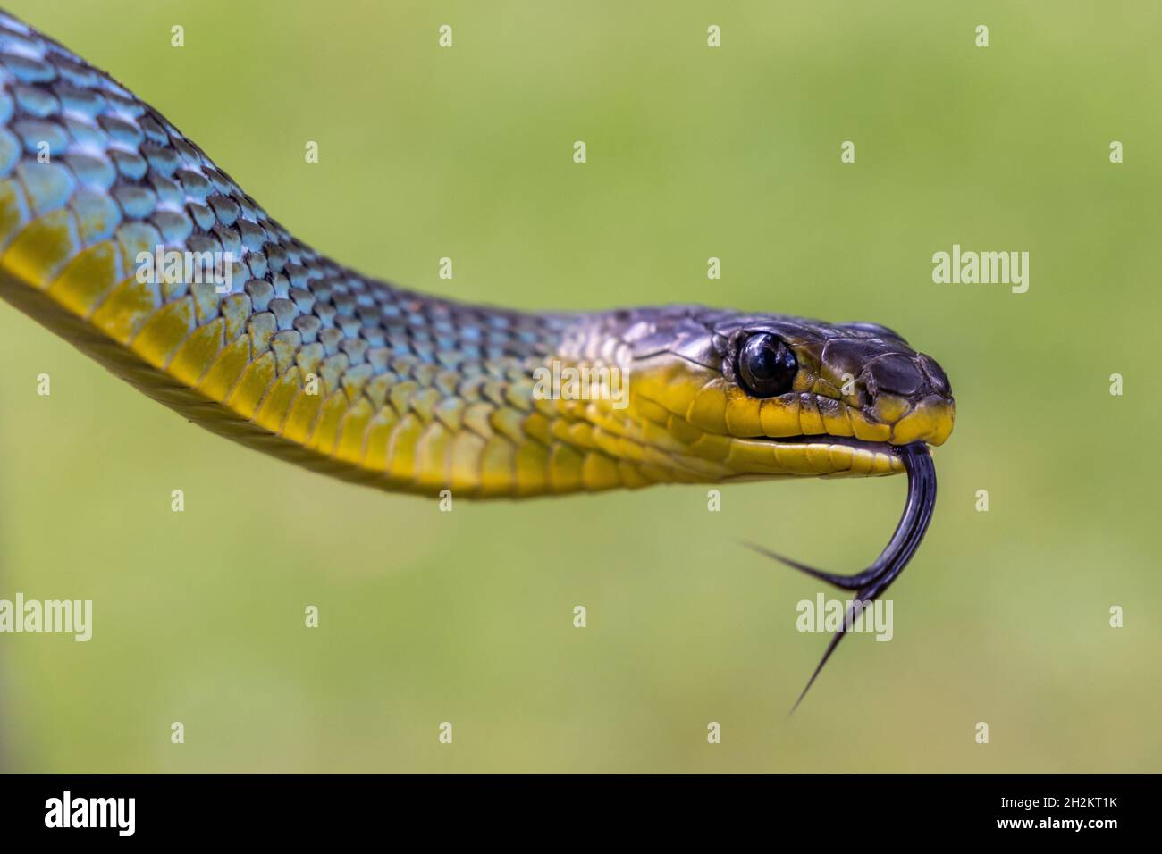 Australian non-venomous Common Tree Snake flickering tongue Stock Photo ...