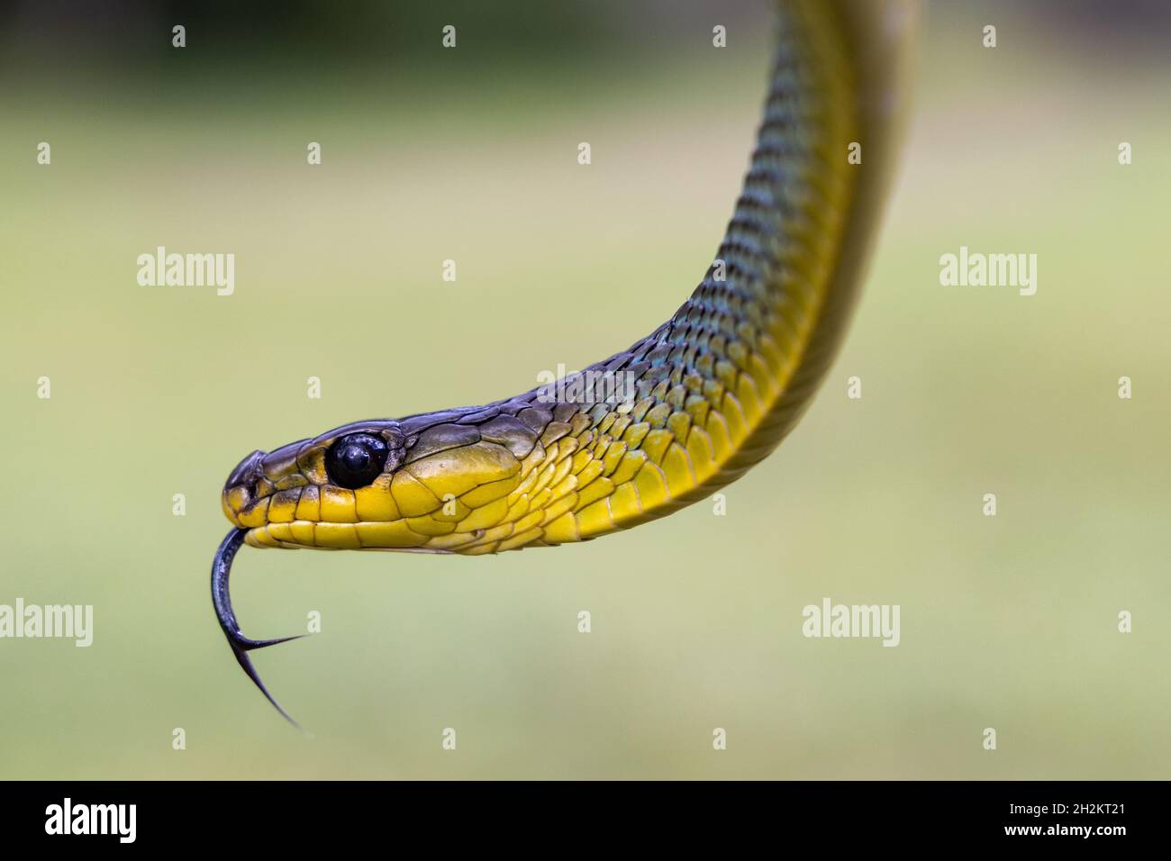 Australian non-venomous Common Tree Snake flickering tongue Stock Photo ...