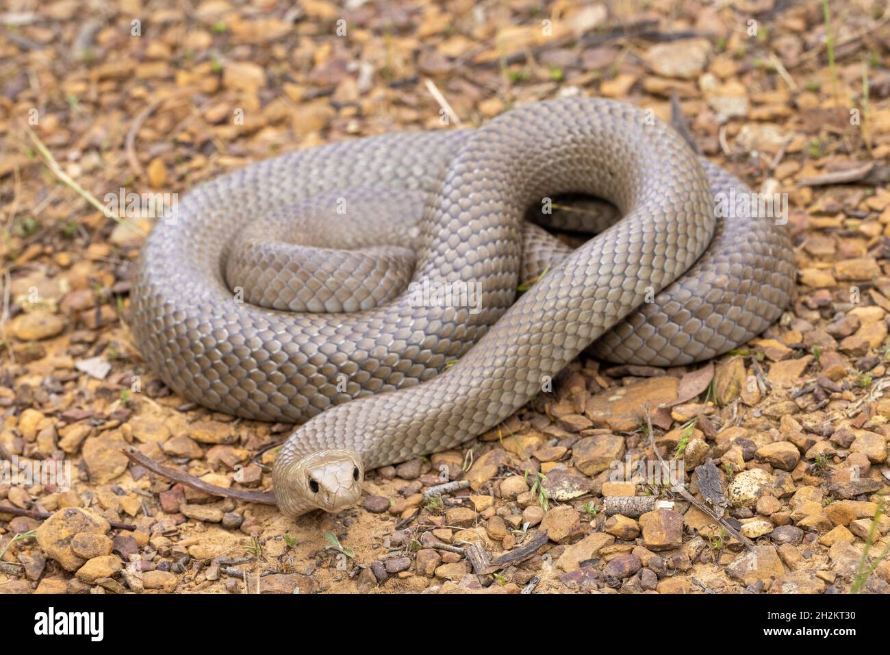 Australian highly venomous Eastern Brown Snake Stock Photo - Alamy