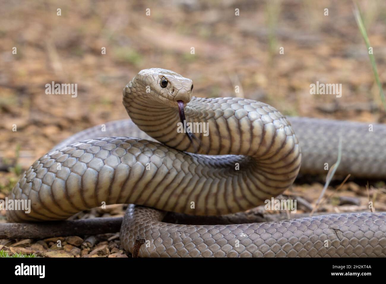 Australian highly venomous Eastern Brown Snake Stock Photo - Alamy