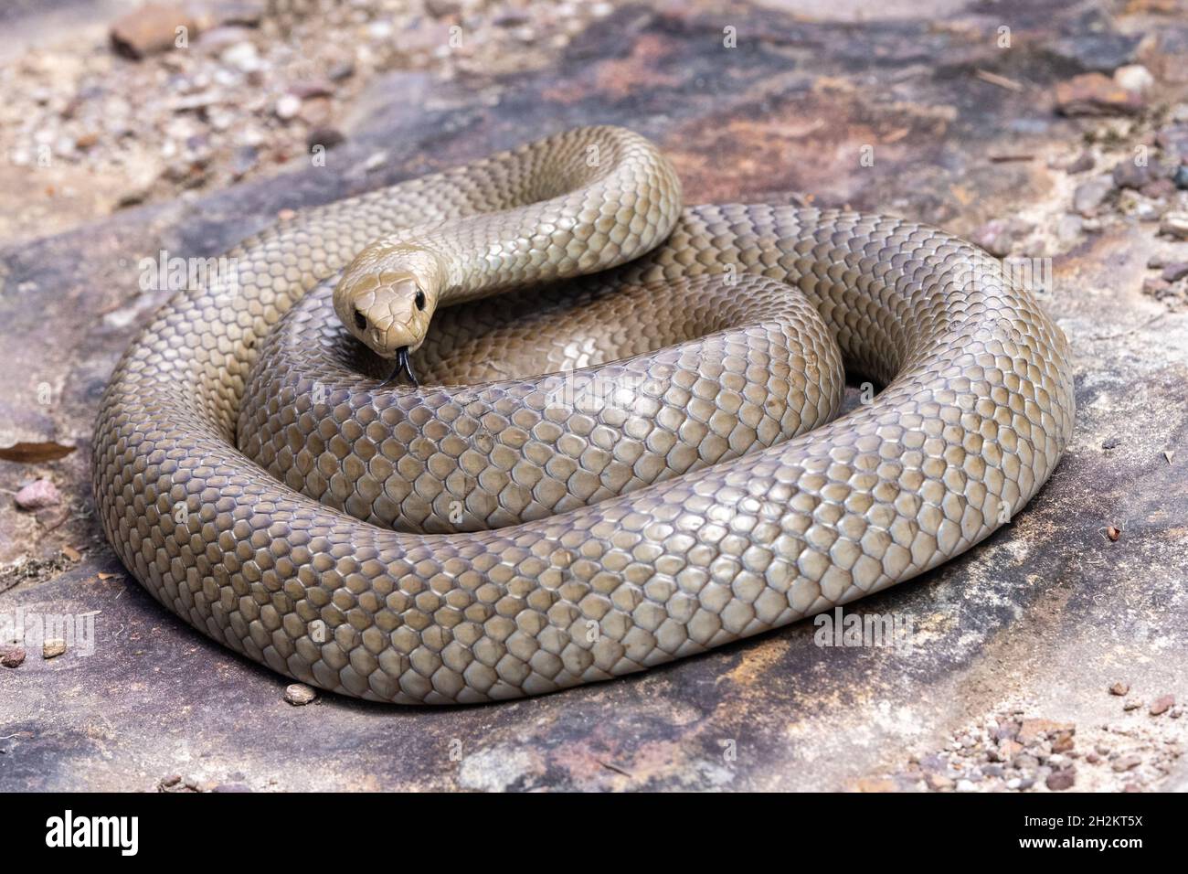 Australian highly venomous Eastern Brown Snake Stock Photo - Alamy