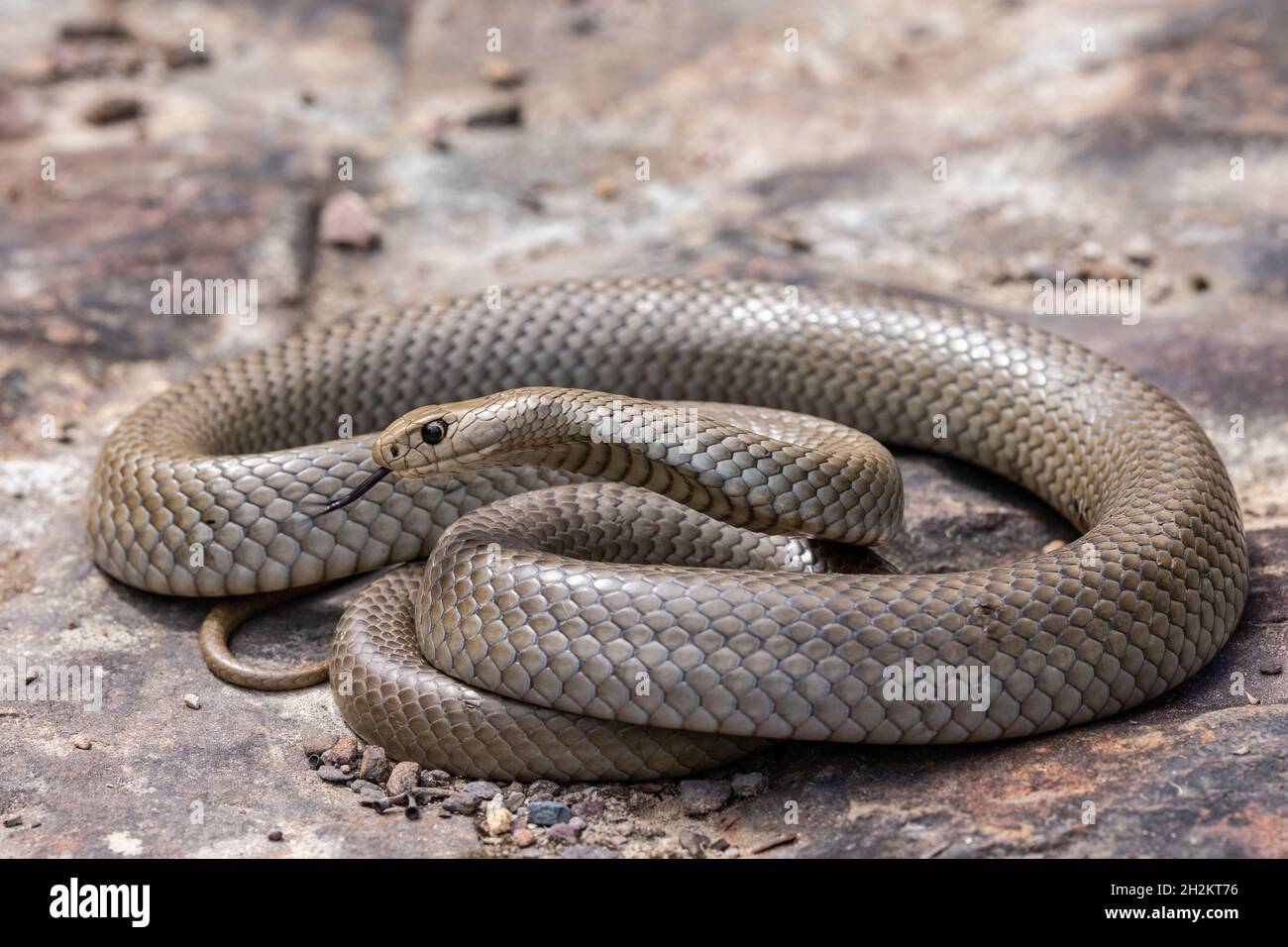 Australian highly venomous Eastern Brown Snake flickering it's tongue ...