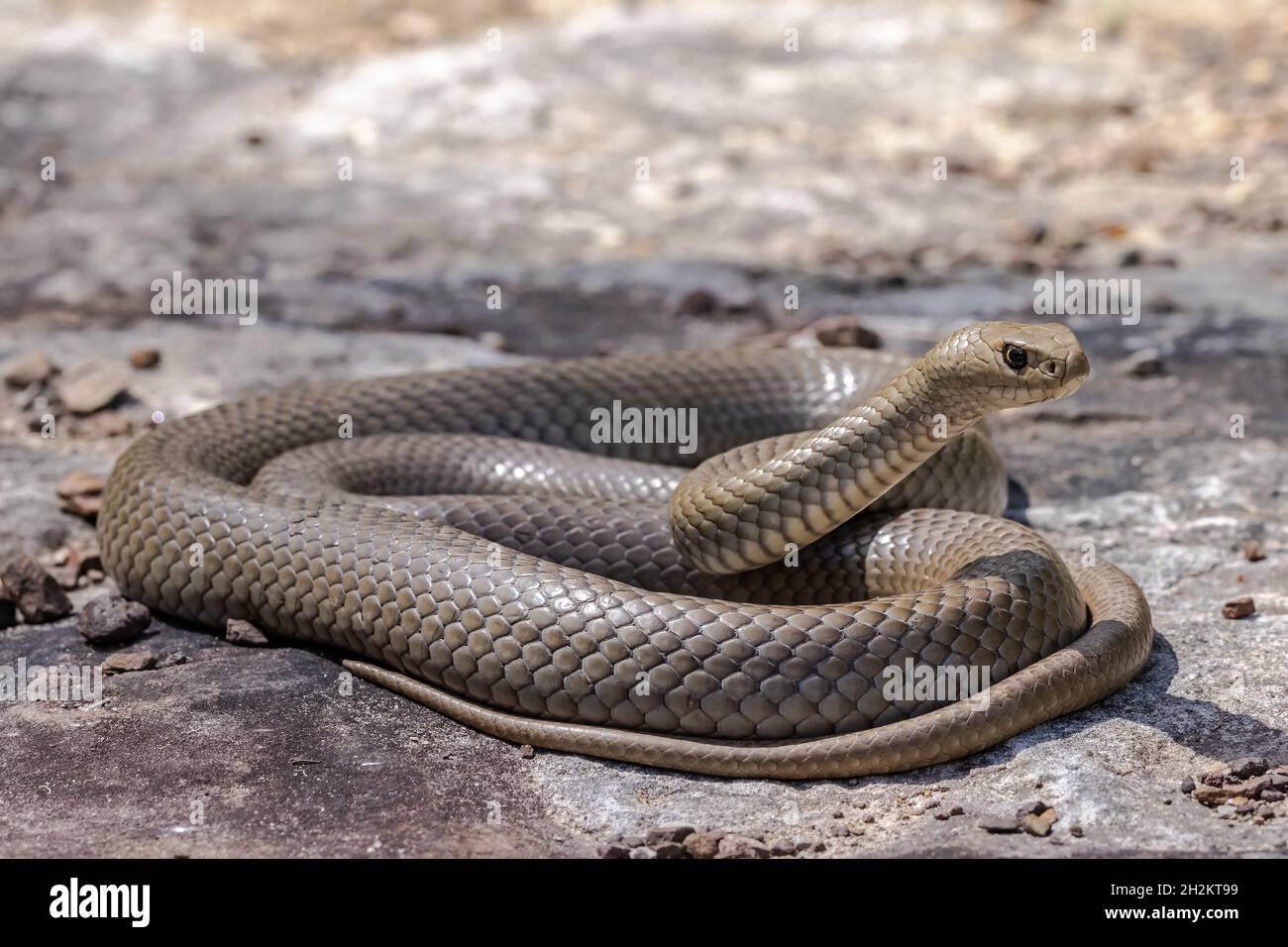 Australian highly venomous Eastern Brown Snake Stock Photo - Alamy