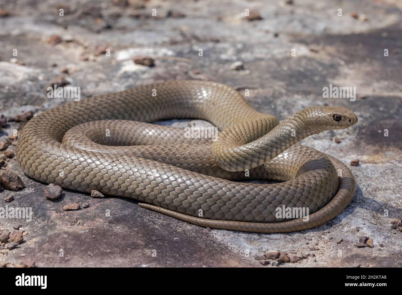 Australian highly venomous Eastern Brown Snake Stock Photo - Alamy
