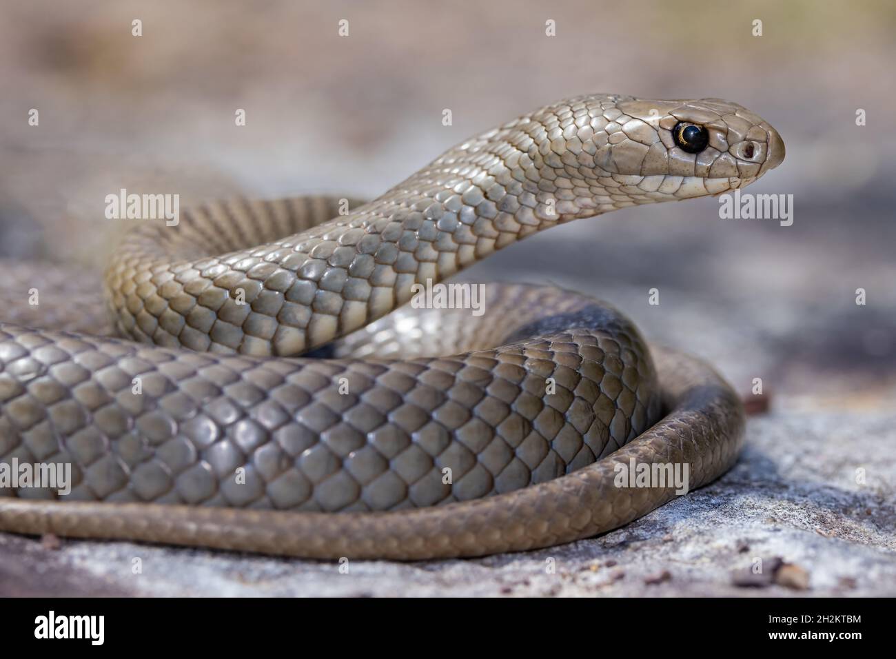 Close up of an Australian highly venomous Eastern Brown Snake Stock ...
