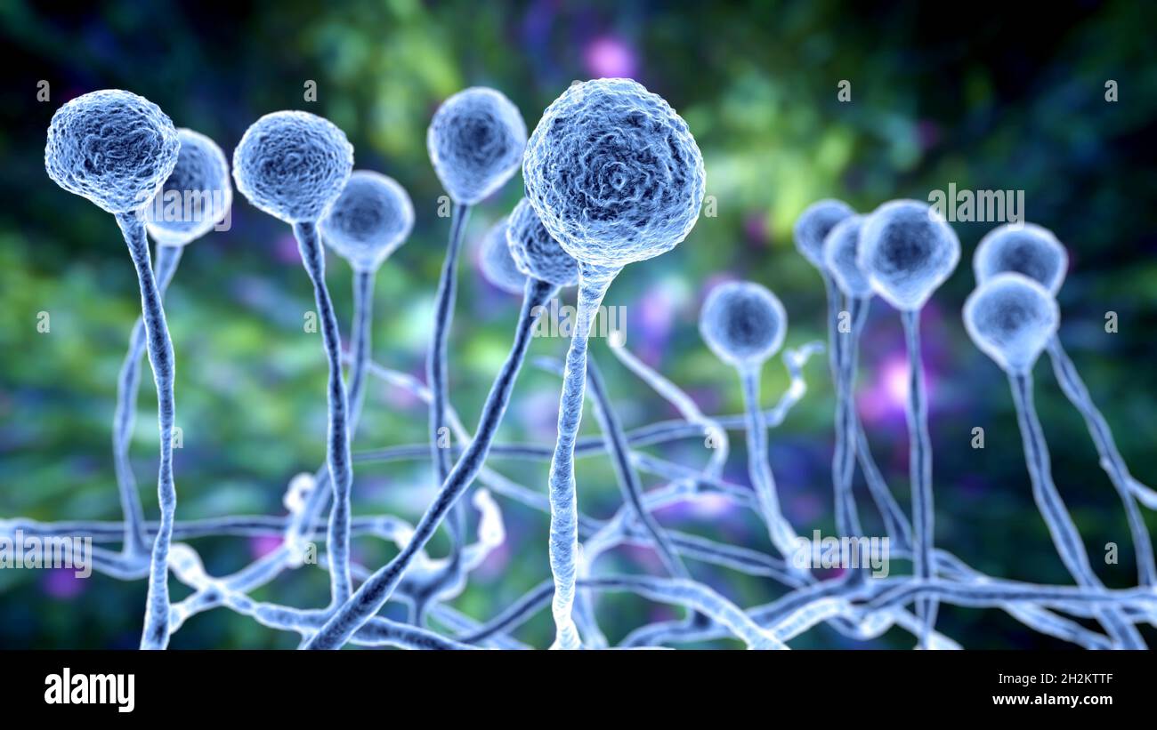 Mucor mould, illustration Stock Photo - Alamy