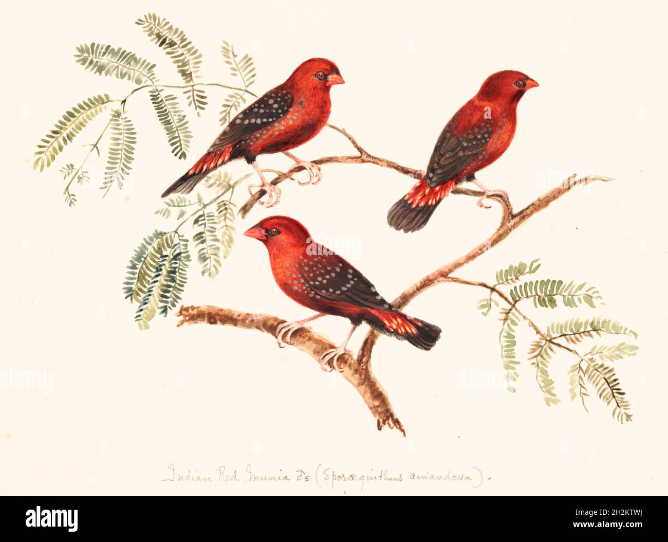 Avadavat and india hi-res stock photography and images - Alamy