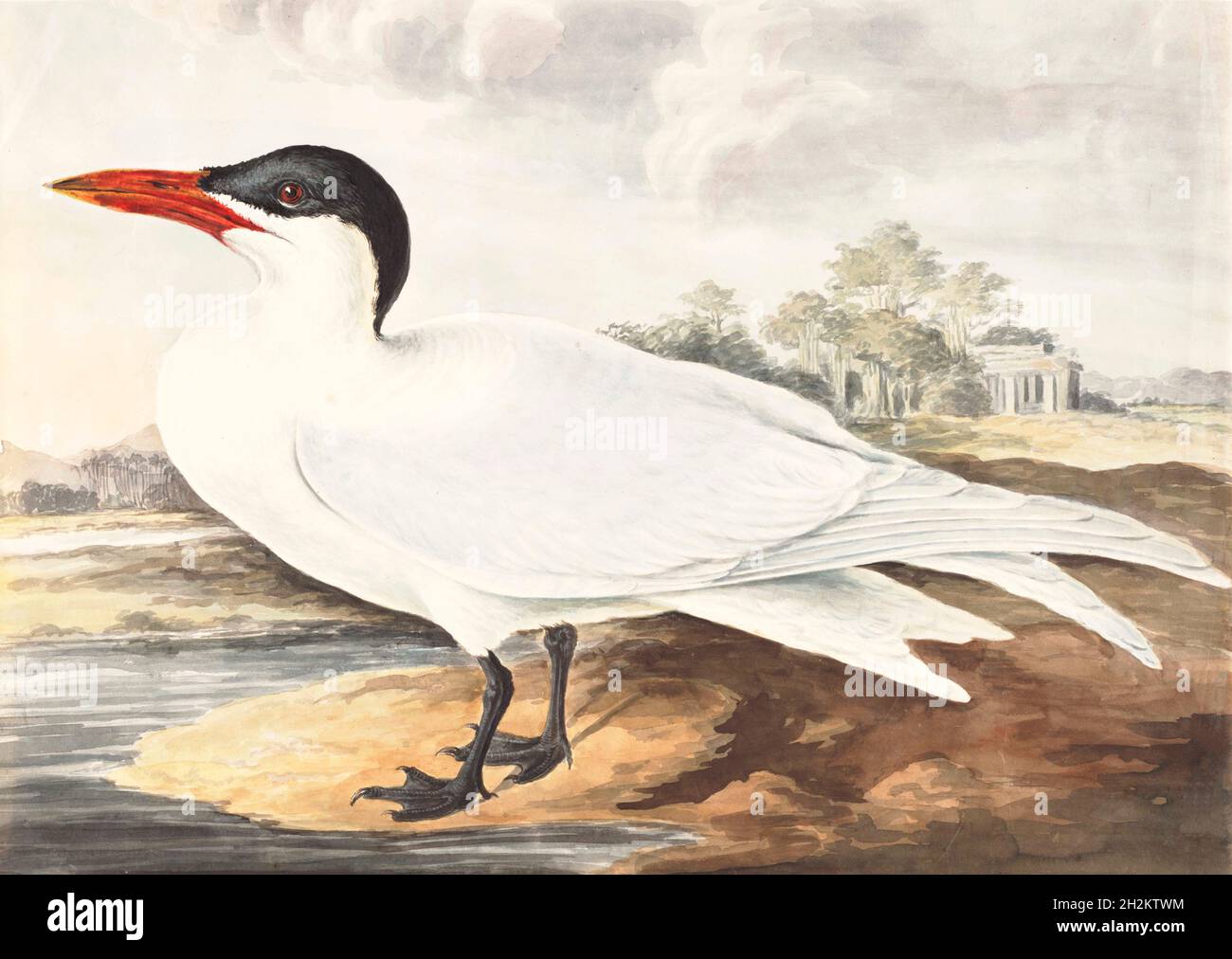 Whiskered tern, 18th century illustration Stock Photo - Alamy