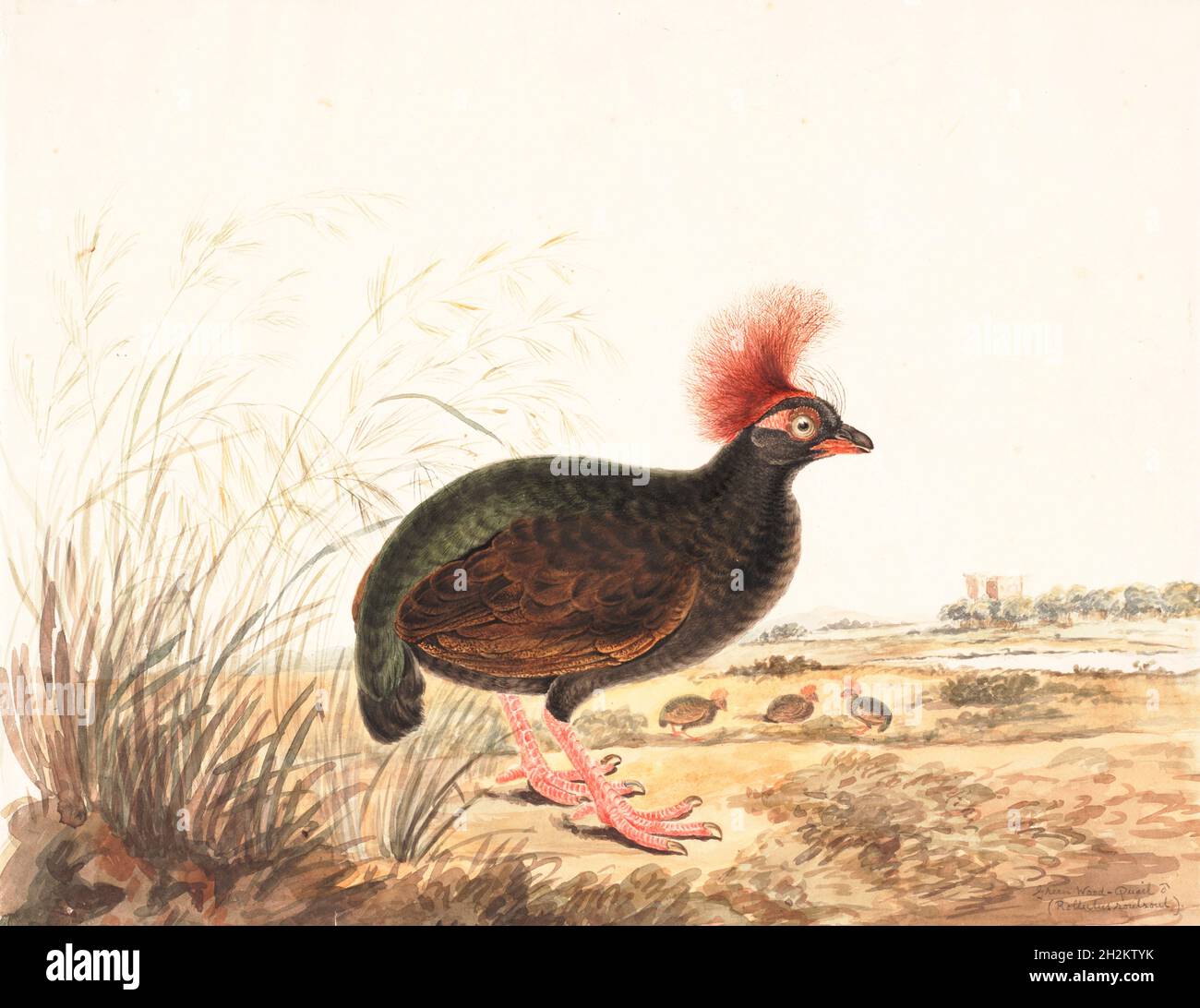 Crested wood-partridge, 18th century illustration Stock Photo - Alamy