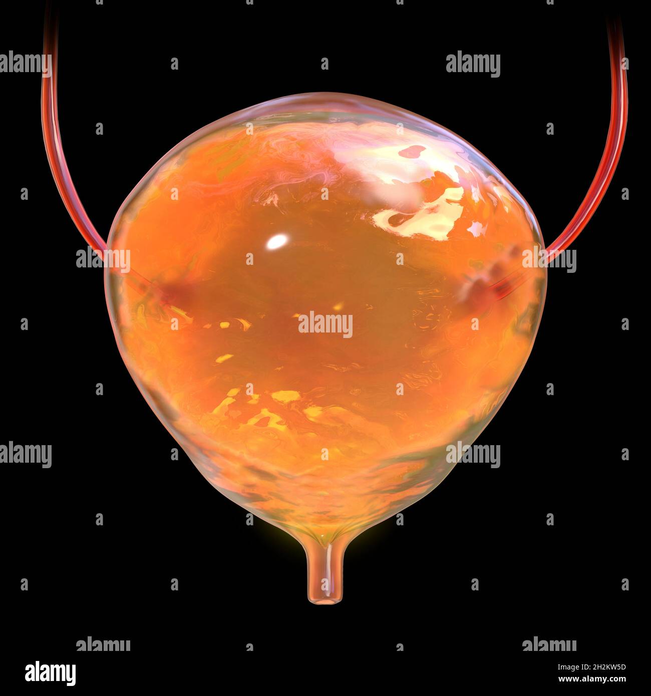 Urinary bladder, illustration Stock Photo - Alamy