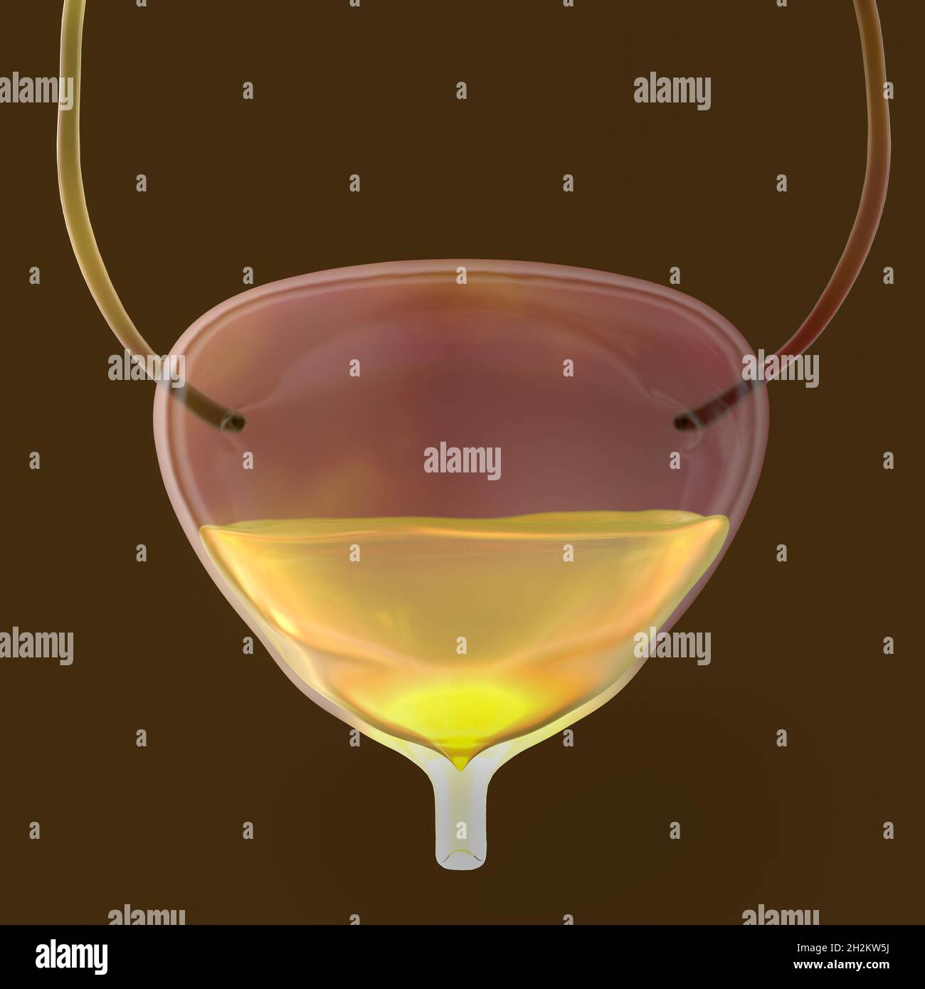 Urinary bladder, illustration Stock Photo - Alamy