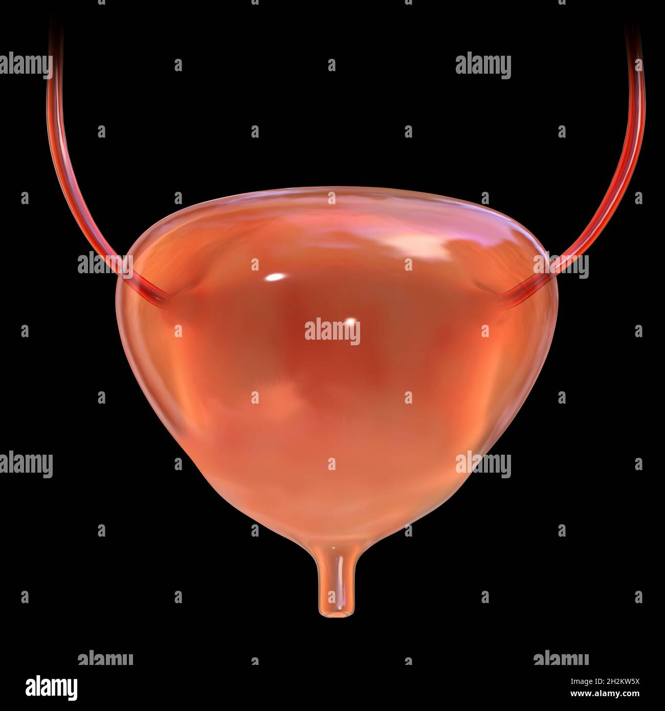 Urinary bladder, illustration Stock Photo - Alamy