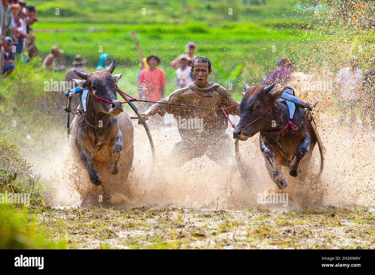 The Pacu Jawi bull racing event that takes place in villages in West ...