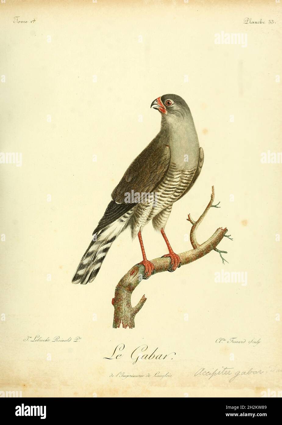 Gabar goshawk, 18th century illustration Stock Photo - Alamy