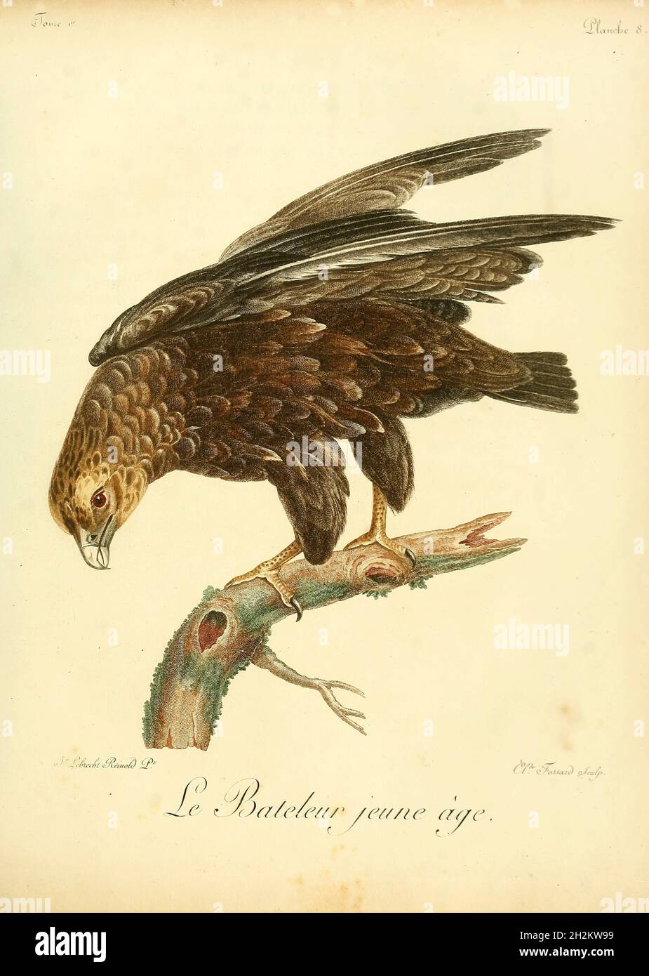 Bateleur, 18th century illustration Stock Photo - Alamy