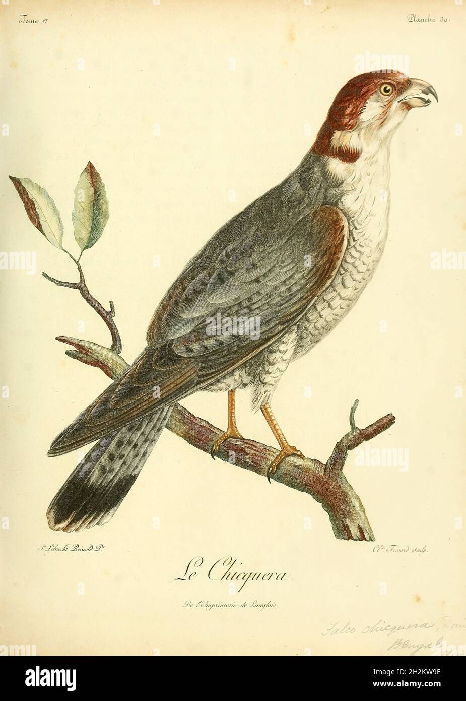 Red-necked falcon, 18th century illustration Stock Photo - Alamy