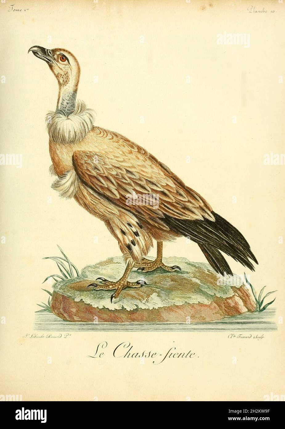 Chasse fiente hi-res stock photography and images - Alamy