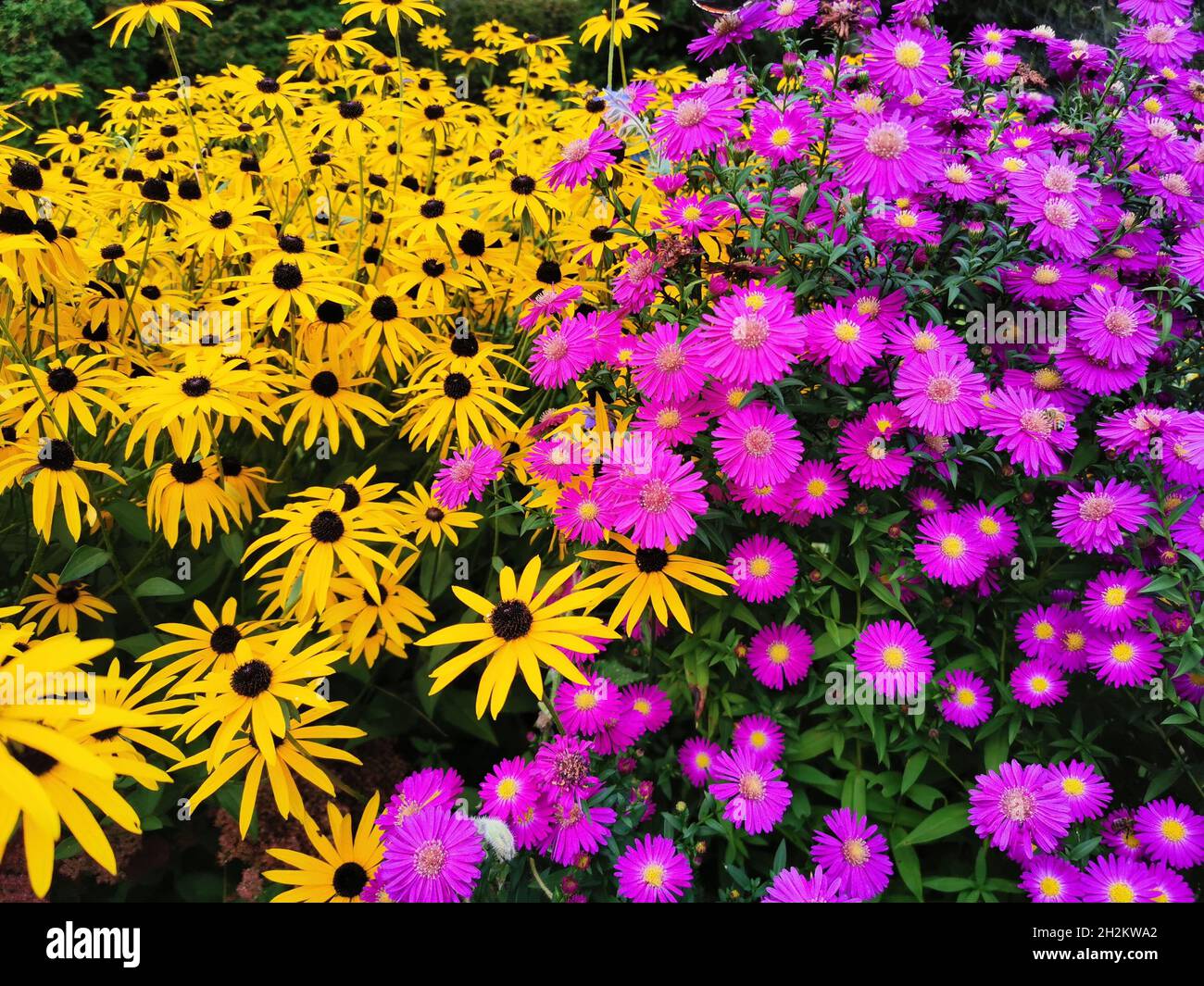 Rudbeckia hirta and purple aster flowers Stock Photo - Alamy
