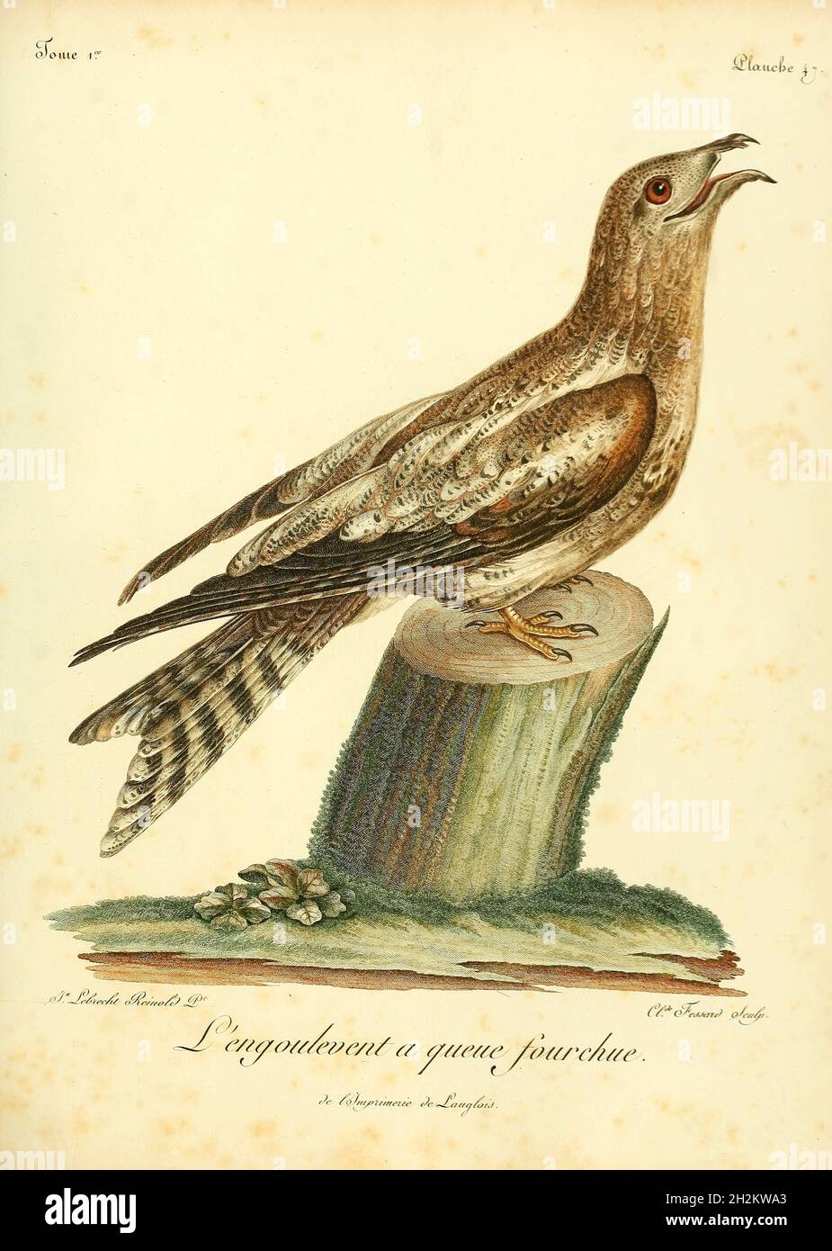 Fork-tailed nighthawk, 18th century illustration Stock Photo - Alamy