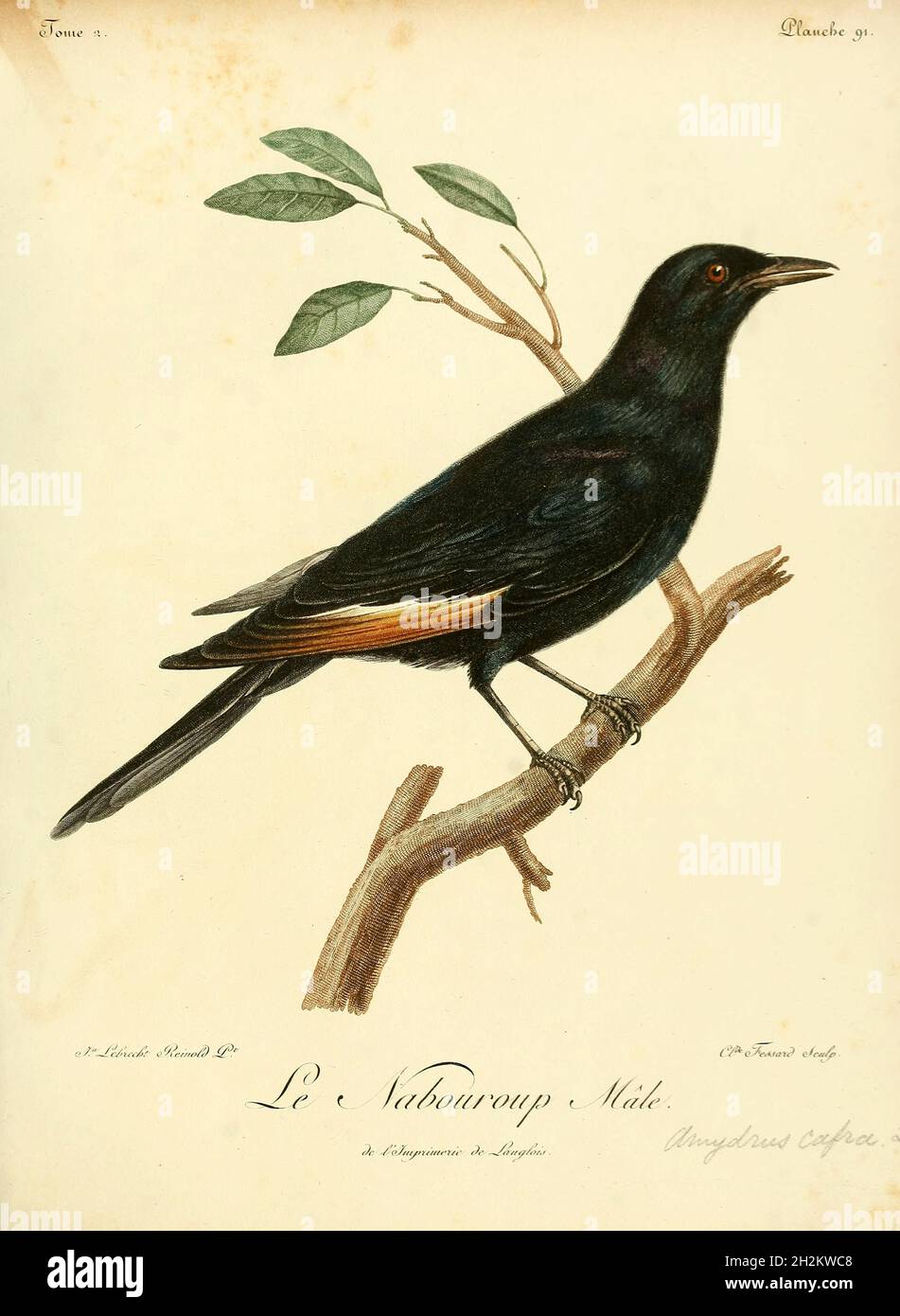 African Pale Winged Starling High Resolution Stock Photography and ...