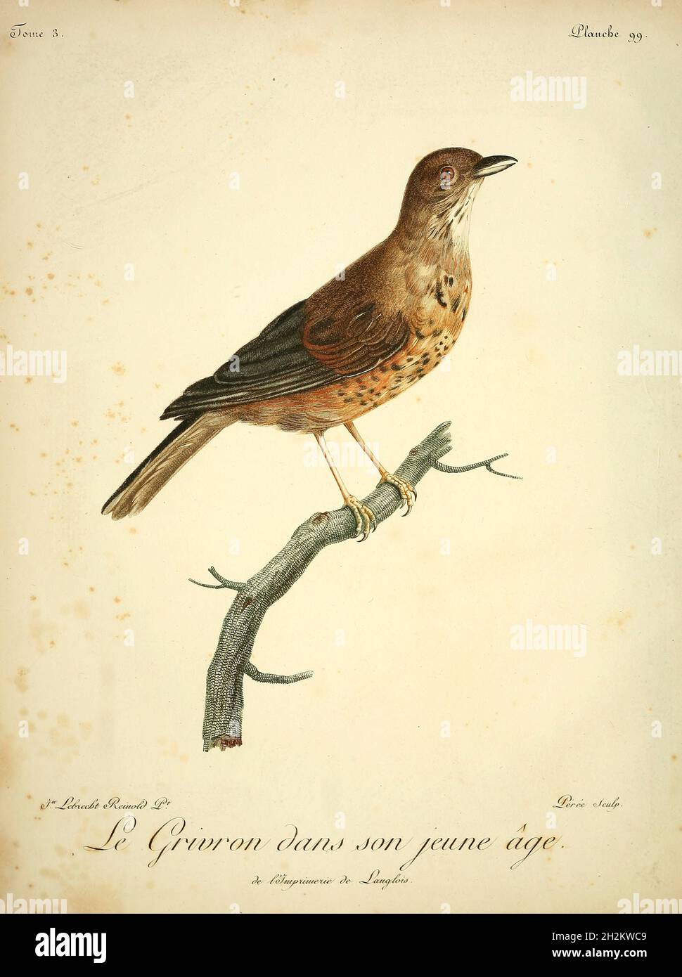 Thrush, 18th century illustration Stock Photo - Alamy