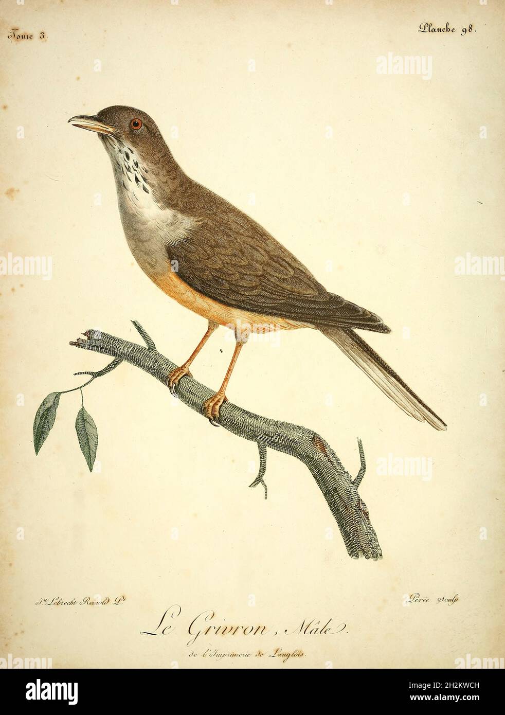 Thrush bird drawing hi-res stock photography and images - Alamy