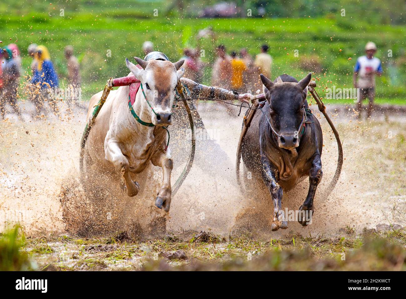 The Pacu Jawi bull racing event that takes place in villages in West ...