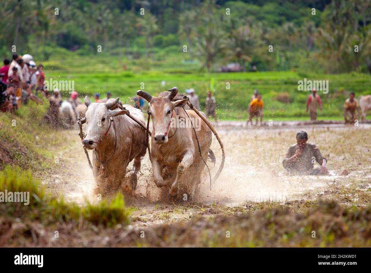 The Pacu Jawi bull racing event that takes place in villages in West ...