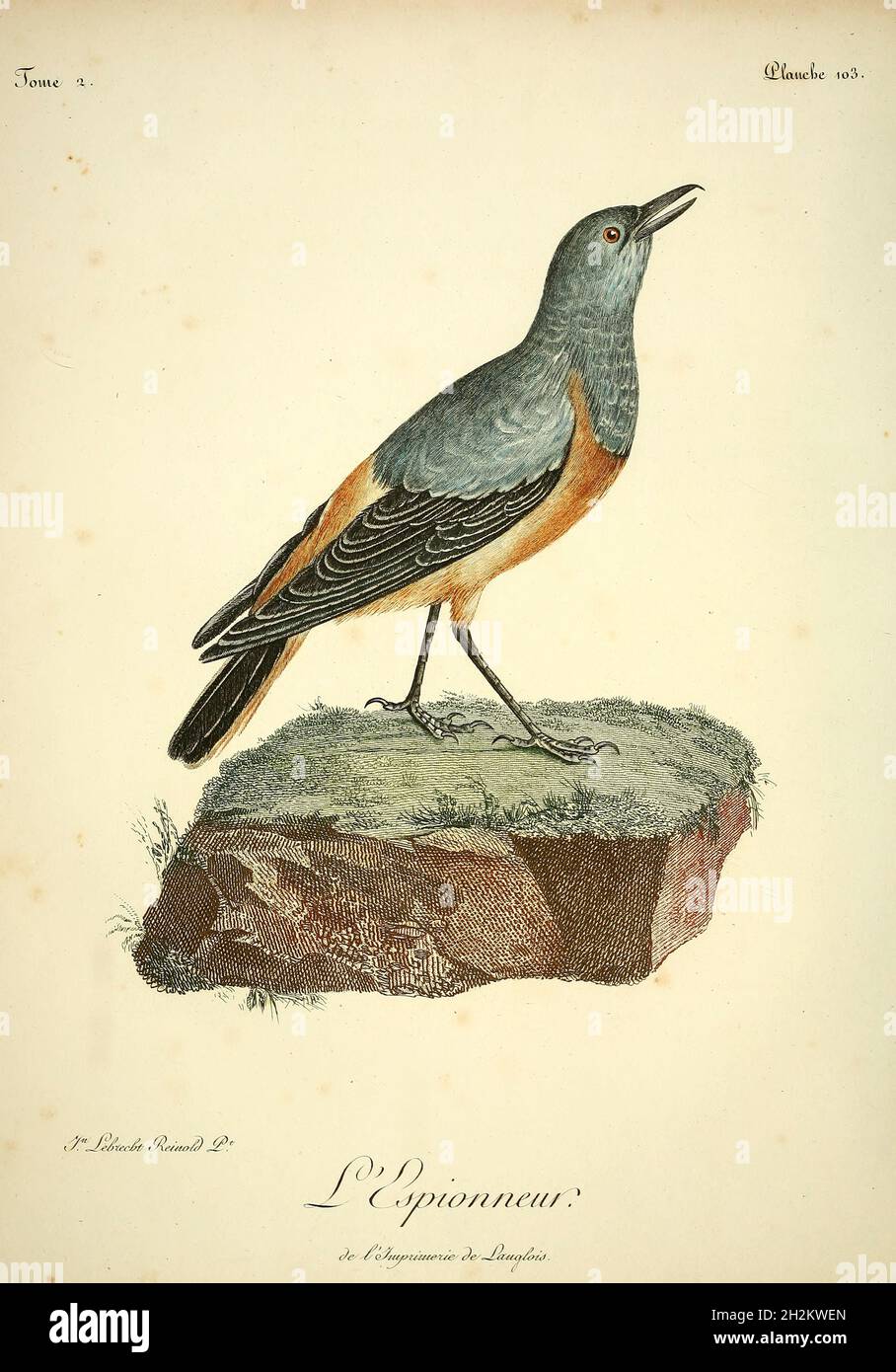 Sentinel rock thrush, 18th century illustration Stock Photo - Alamy