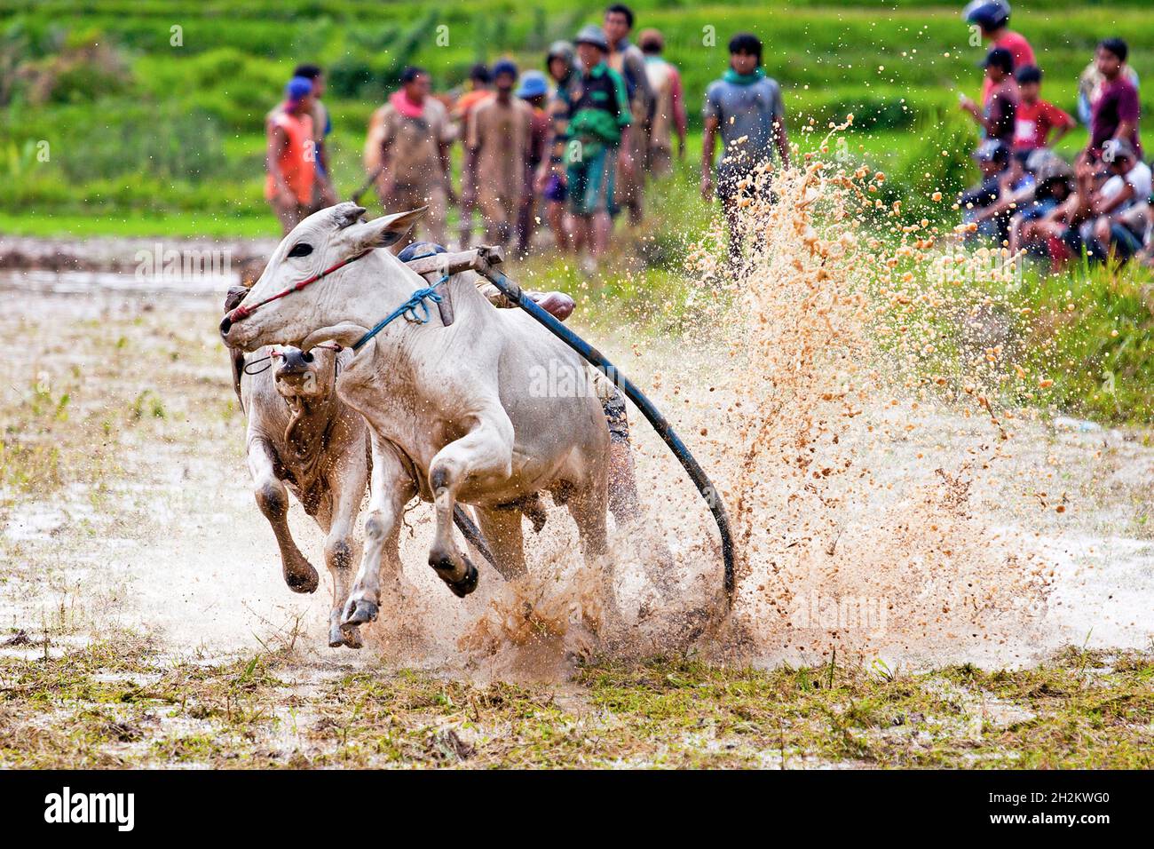 The Pacu Jawi bull racing event that takes place in villages in West ...