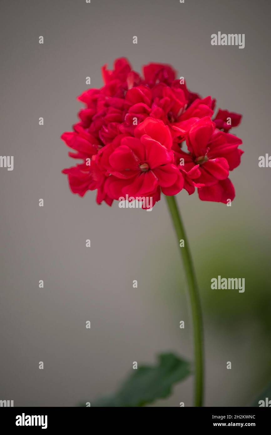 Scarlet geranium flower hi-res stock photography and images - Alamy