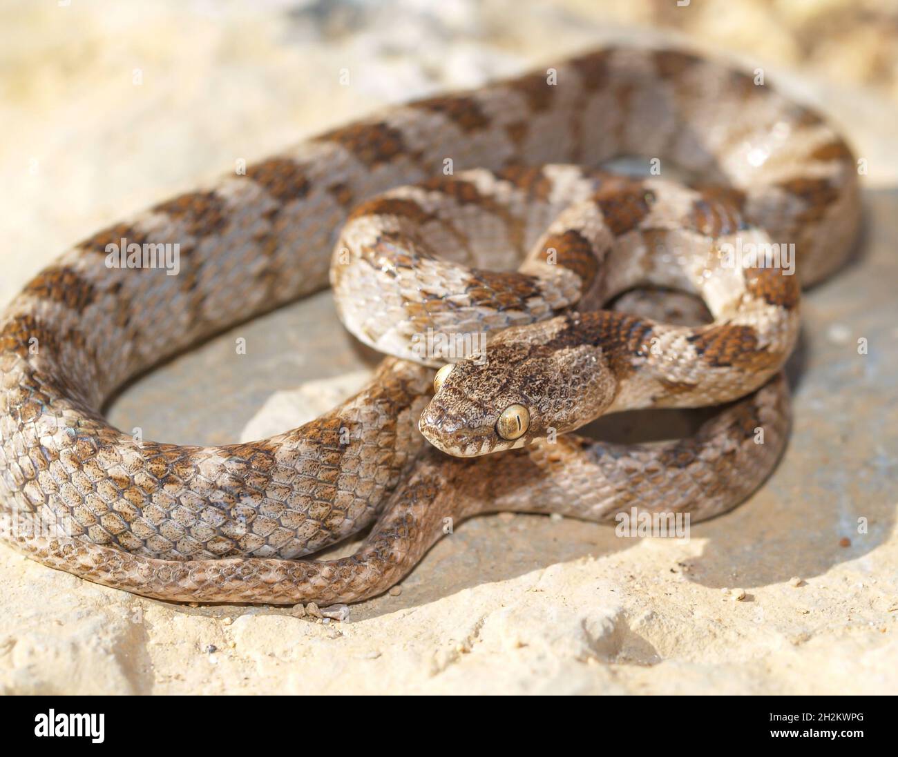 Mediterranean cat snake hi-res stock photography and images - Alamy