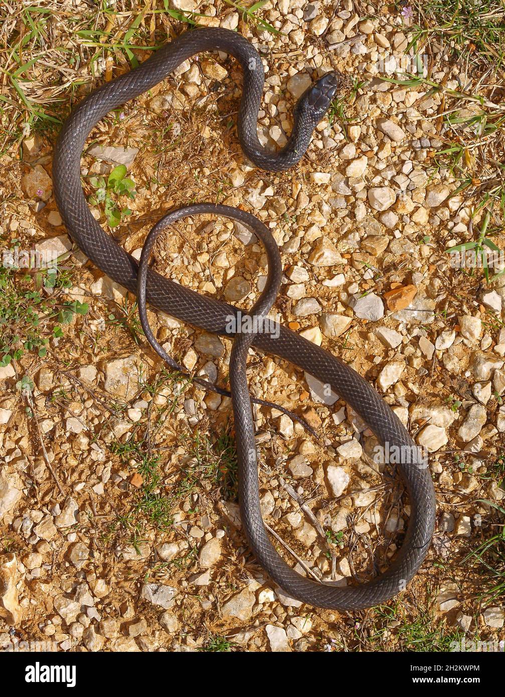 European Whip Snake High Resolution Stock Photography and Images - Alamy