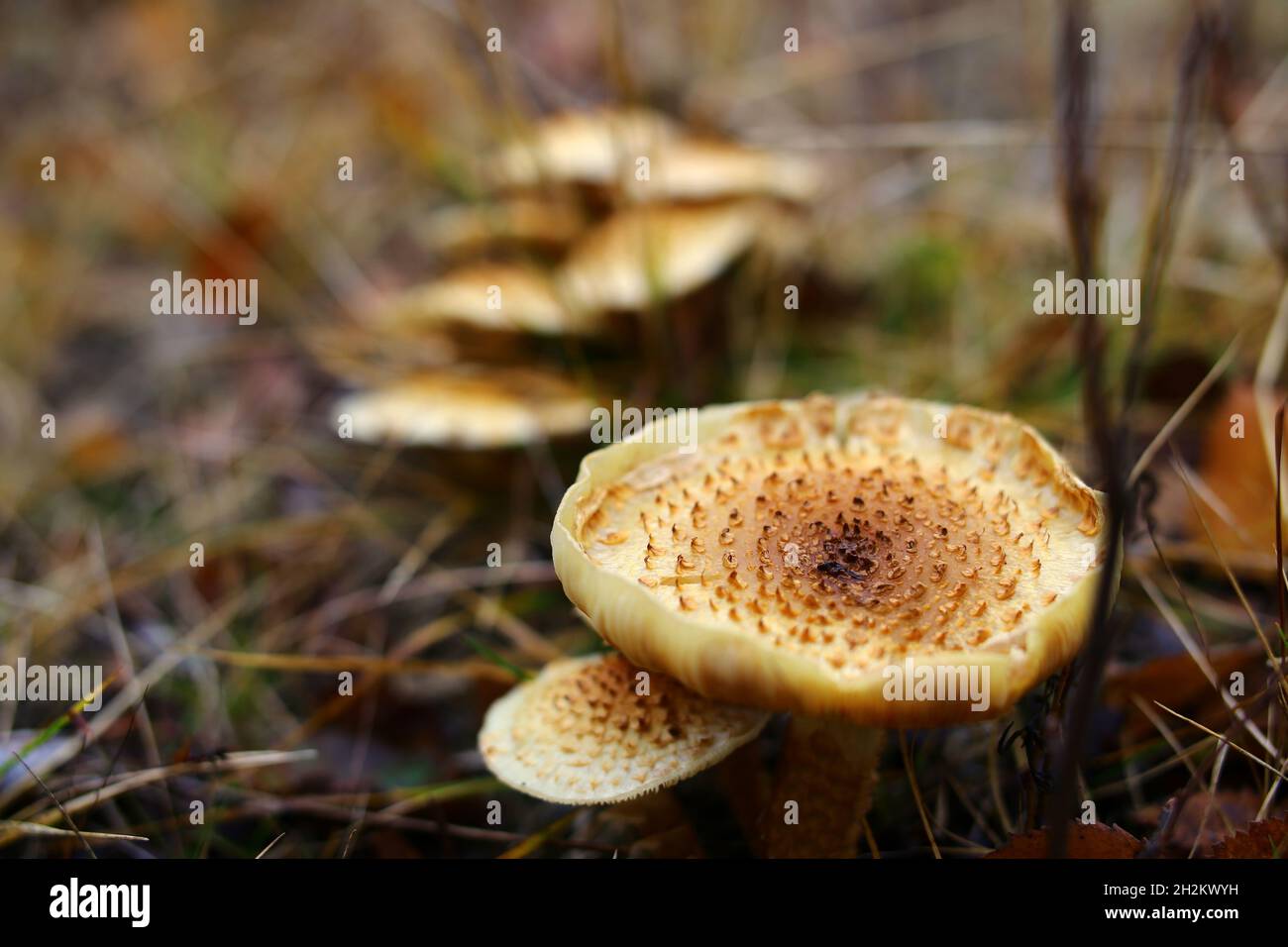 Group of Pholiota mushrooms (Shaggy scalycap - Pholiota squarrosa Stock Photo - Alamy