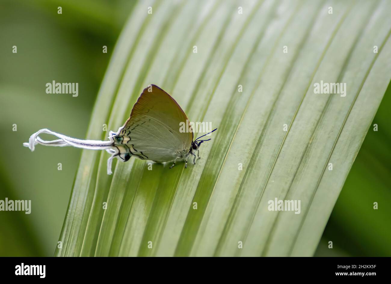 Long white tailed princess butterfly Stock Photo - Alamy