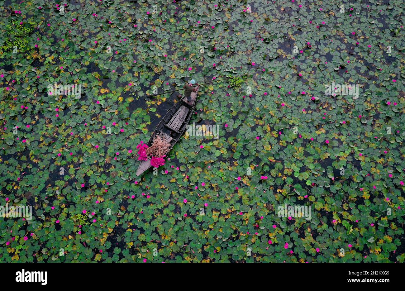 Barisal field hi-res stock photography and images - Alamy