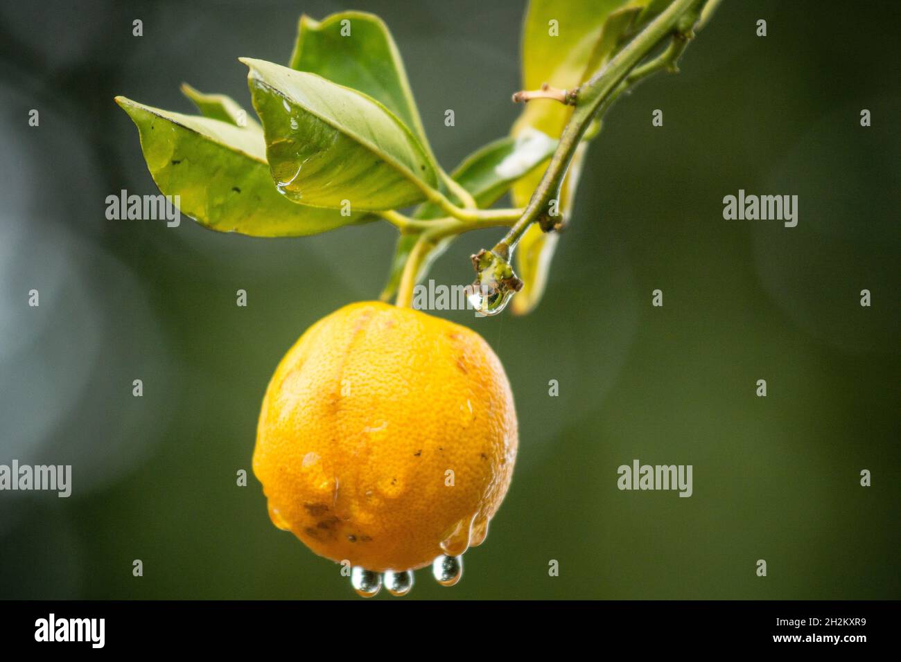 Single orange on an orange tree after a rain storm, wtih water on the ...