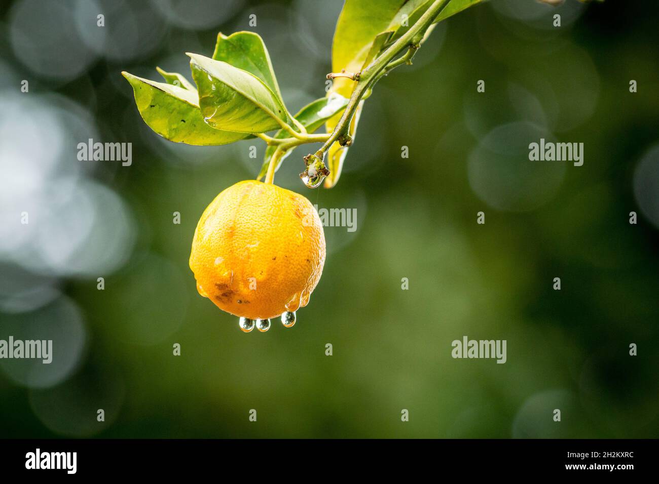 Single orange on an orange tree after a rain storm, wtih water on the ...