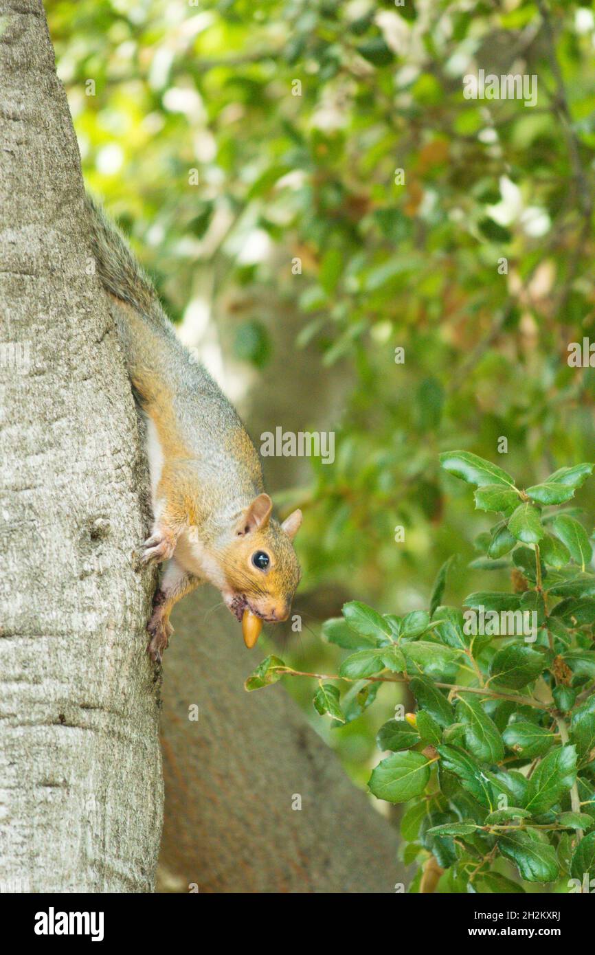 Upside down Eastern gray squirrel descending oak tree with acorn in mouth Stock Photo - Alamy