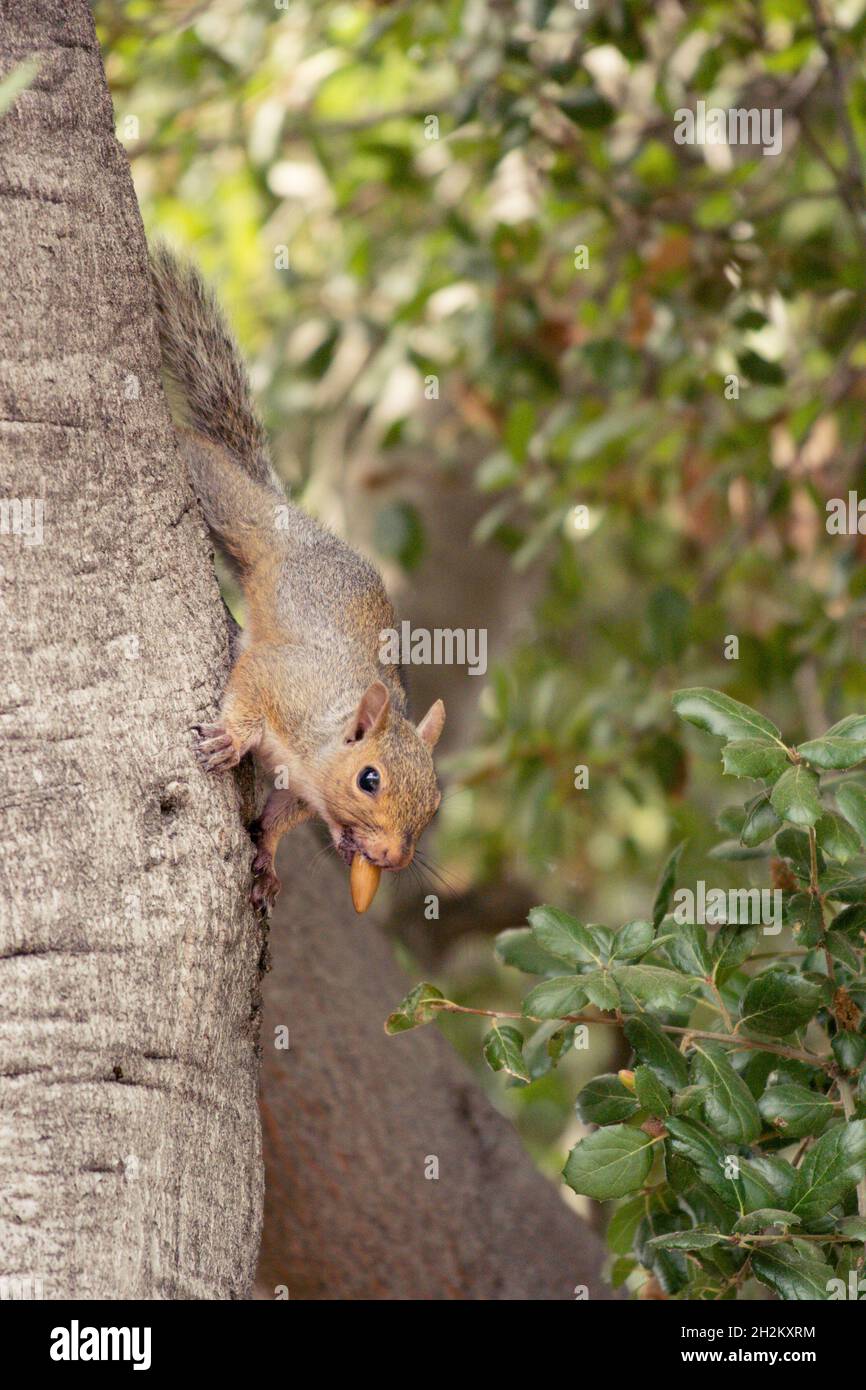 Oak tree acorn hi-res stock photography and images - Alamy