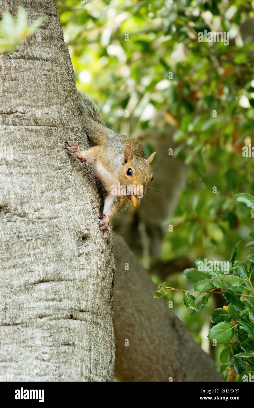 Eastern grey squirrel descending tree trunk with acorn in mouth Stock ...