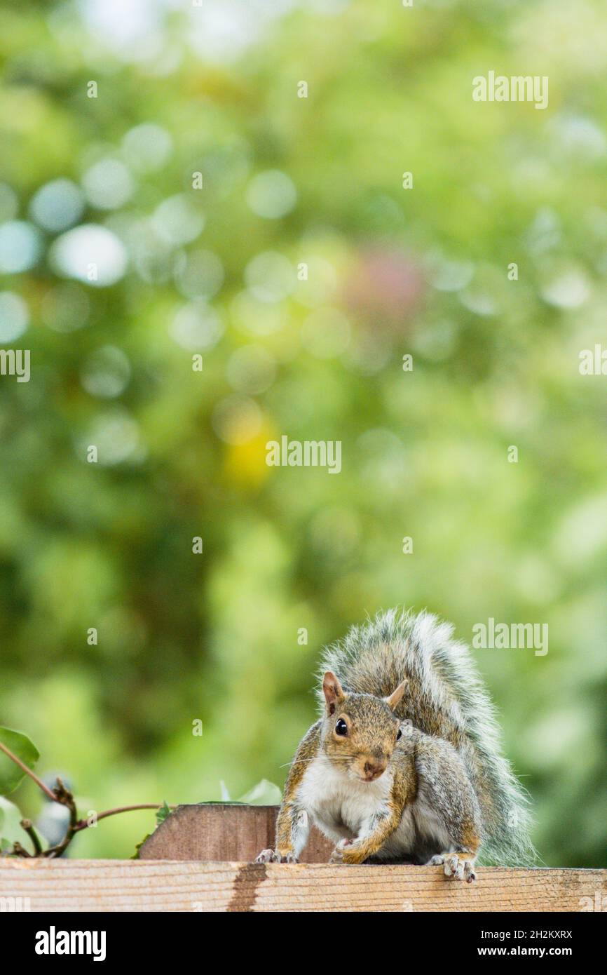 Eastern grey squirrel in facing camera sitting on fence in suburban ...