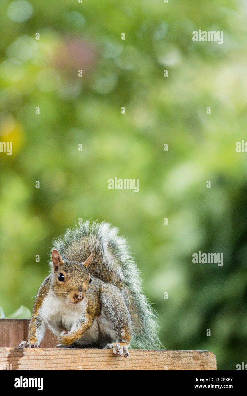 Eastern grey squirrel in facing camera sitting on fence in suburban ...