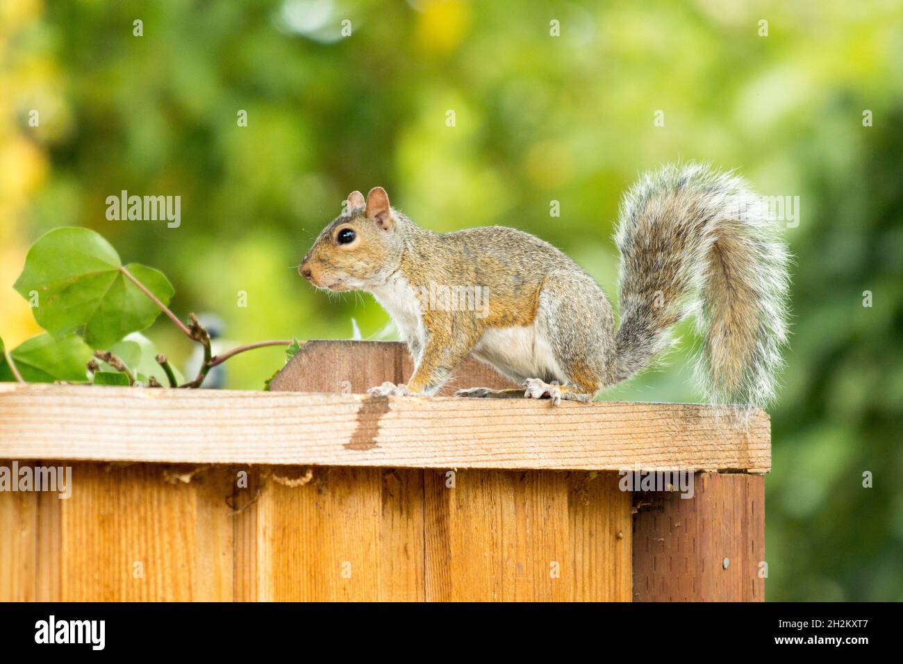 Eastern grey squirrel in profile sitting on fence in suburban yard ...